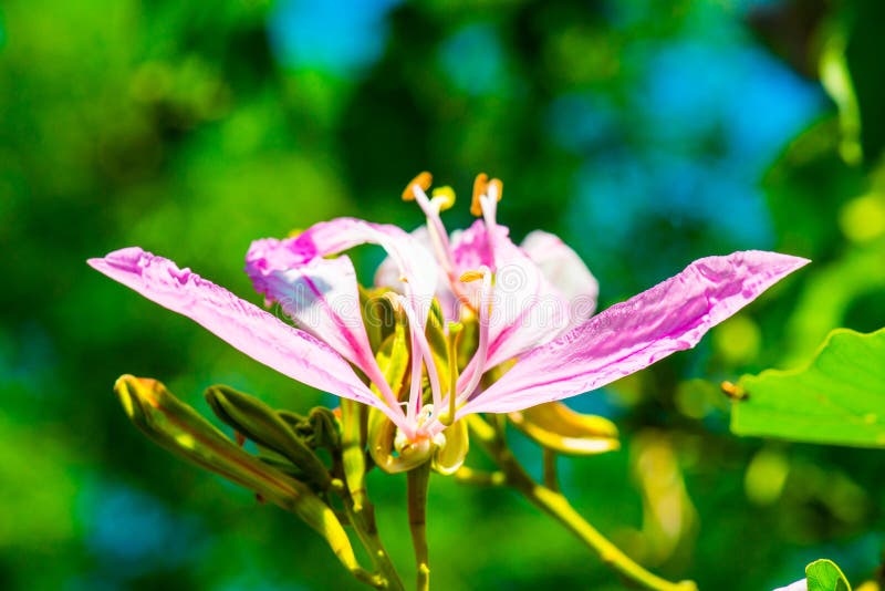Light Violet Flower in Forest Stock Photo - Image of closeup, floral ...