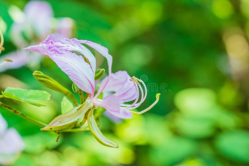 Light Violet Flower in Forest Stock Photo - Image of nature, detail ...