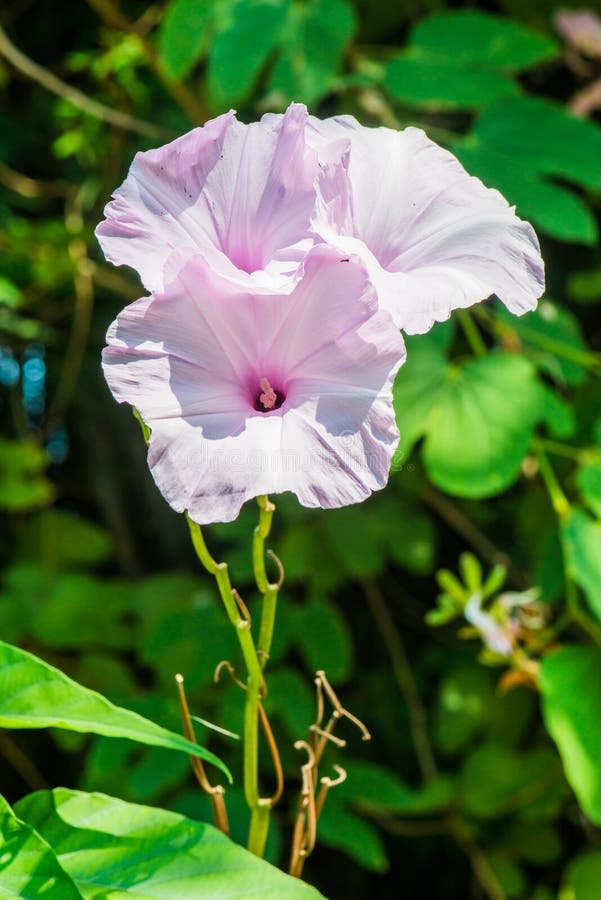 Light Violet Flower in Forest Stock Photo - Image of garden, forest ...