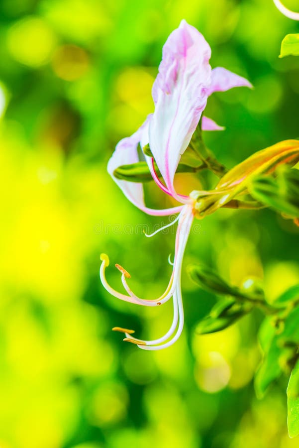 Light Violet Flower in Forest Stock Image - Image of floral ...