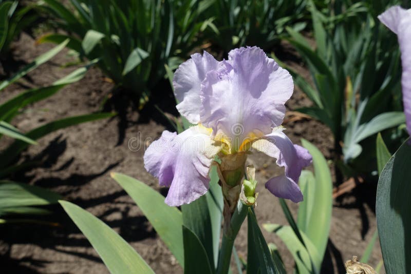 Light iris flower stock image. Image of spring, bloom - 95838885