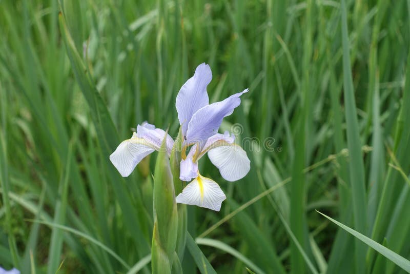1 Light Violet Flower of Iris Stock Image - Image of grassy, flag ...