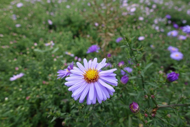 1 Violet Flower of Michaelmas Daisy in Mid September Stock Image ...