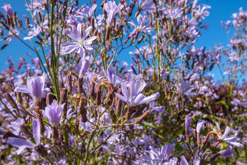 Light violet flowers stock image. Image of blooming, flora - 45245505