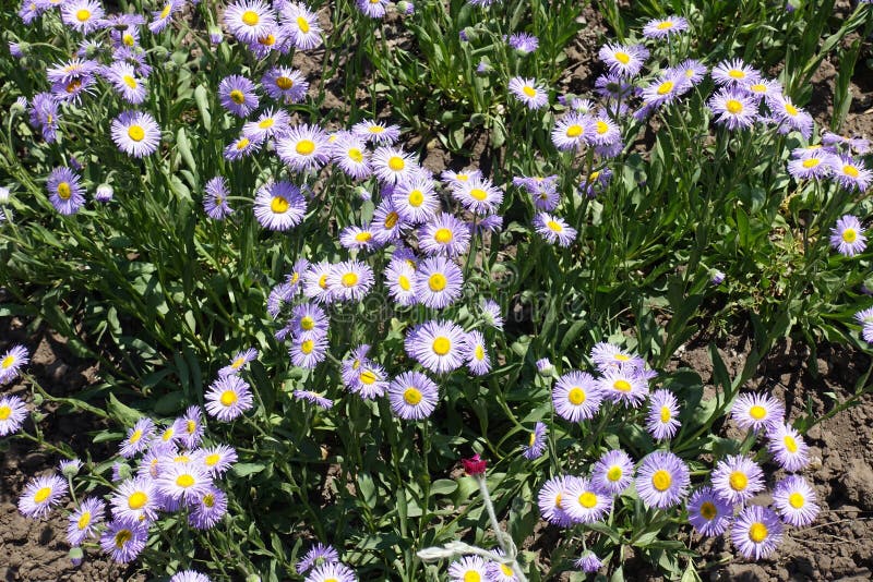 Light Violet Flowers of Erigeron Speciosus Stock Photo - Image of ...