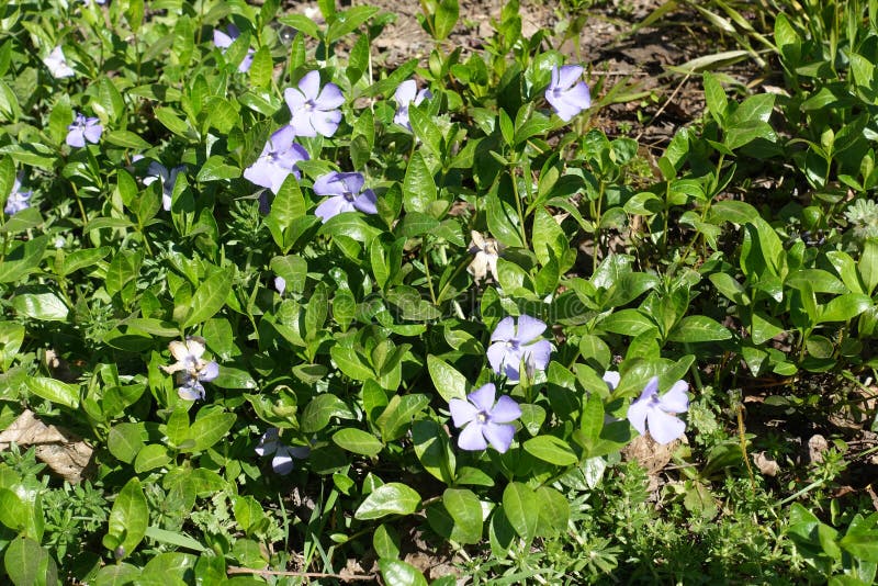 Light Violet Flowers of Lesser Periwinkle Stock Image - Image of myrtle ...