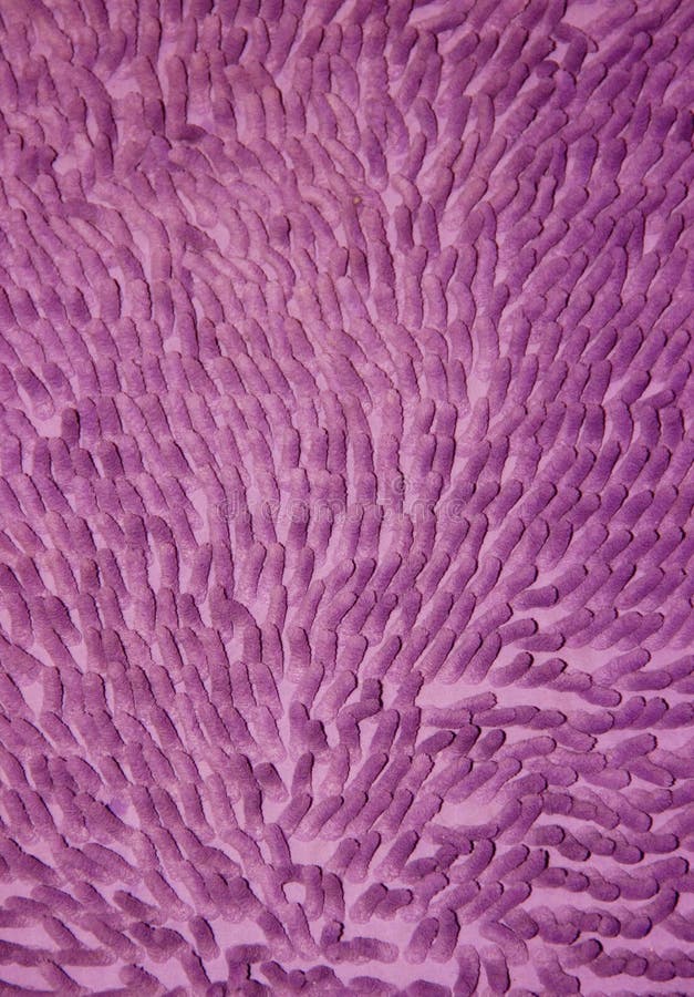 A Light Violet Rug with Sparse Pile Stock Photo - Image of lilac ...