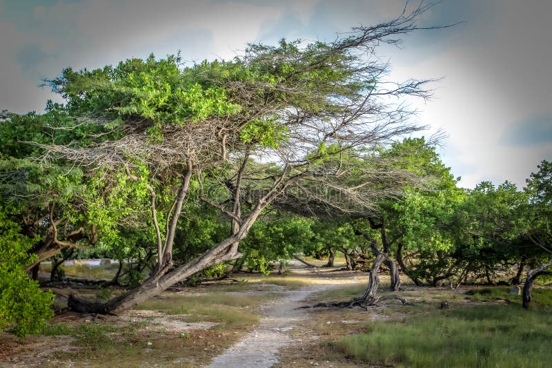 Scenic Path between Windswept Contorted Trees in the Caribbean Nature ...