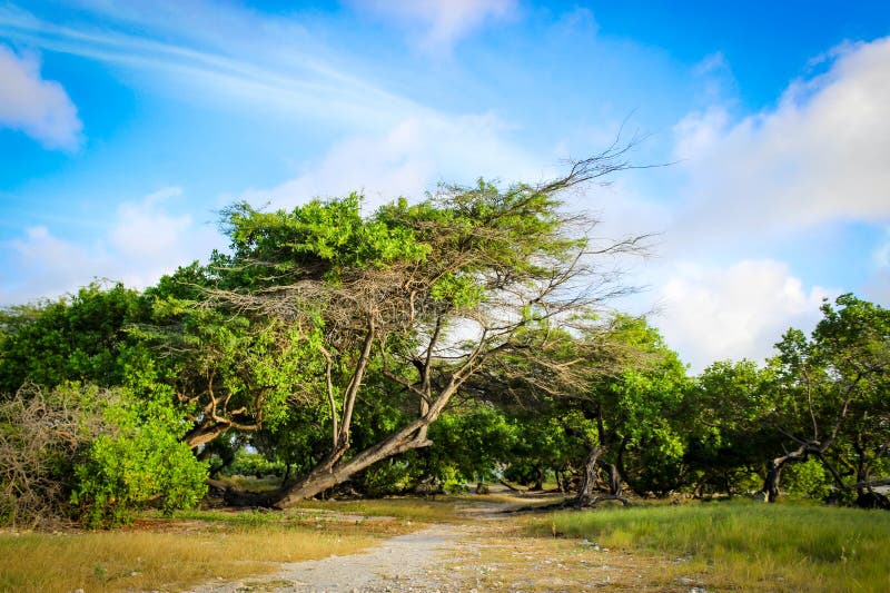 A Beautiful Light Walking Trail Landscape between Windswept Contorted ...