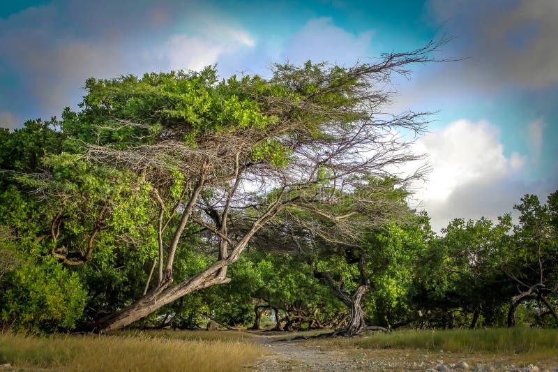 A Light Walking Trail between Windswept Contorted Trees in the ...