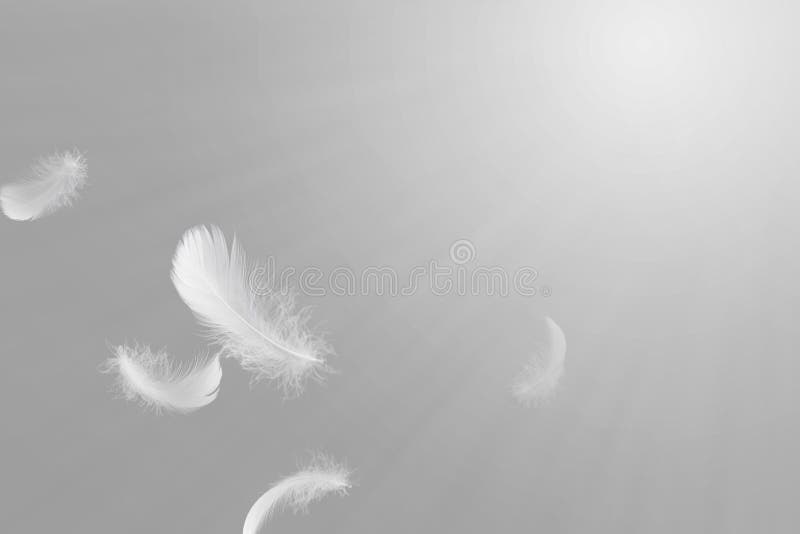300 Feather Falling Night Sky Stock Photos - Free & Royalty-Free Stock ...