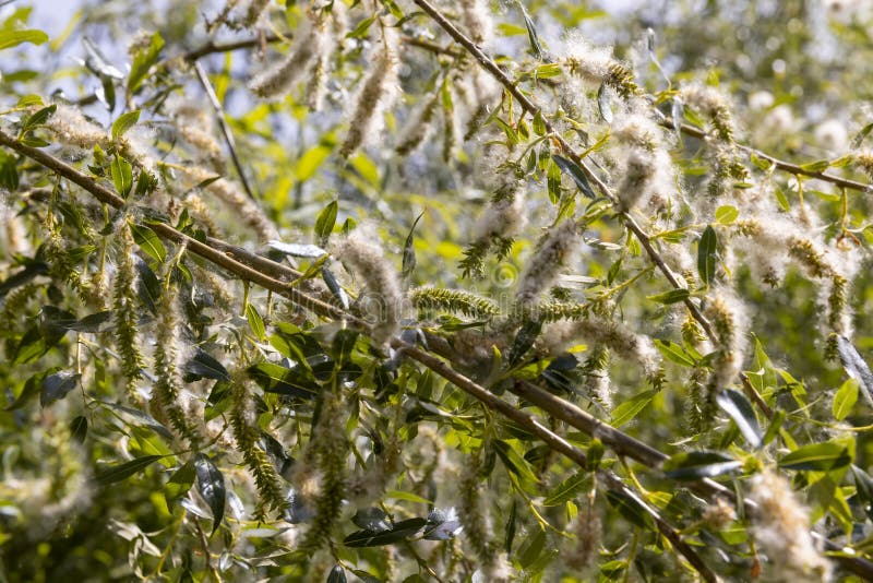 Light White Fluff from Willow in Spring Stock Photo - Image of leaves ...