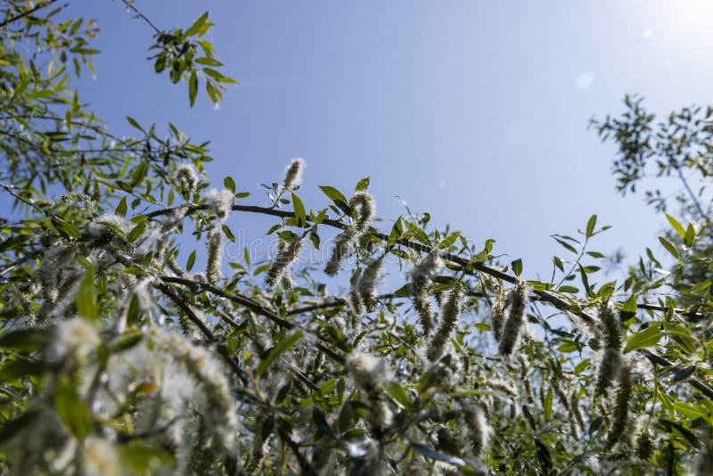 Light White Fluff from Willow in Spring Stock Image - Image of poplar ...