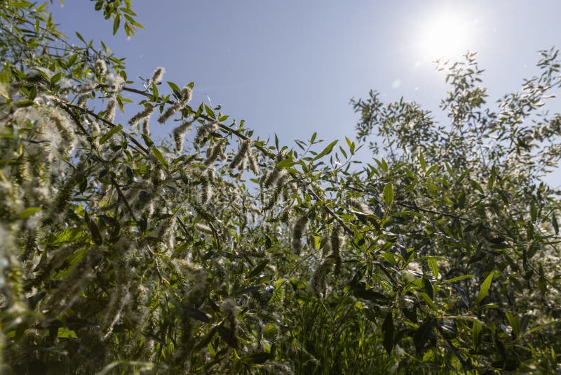 Light White Fluff from Willow in Spring Stock Photo - Image of green ...