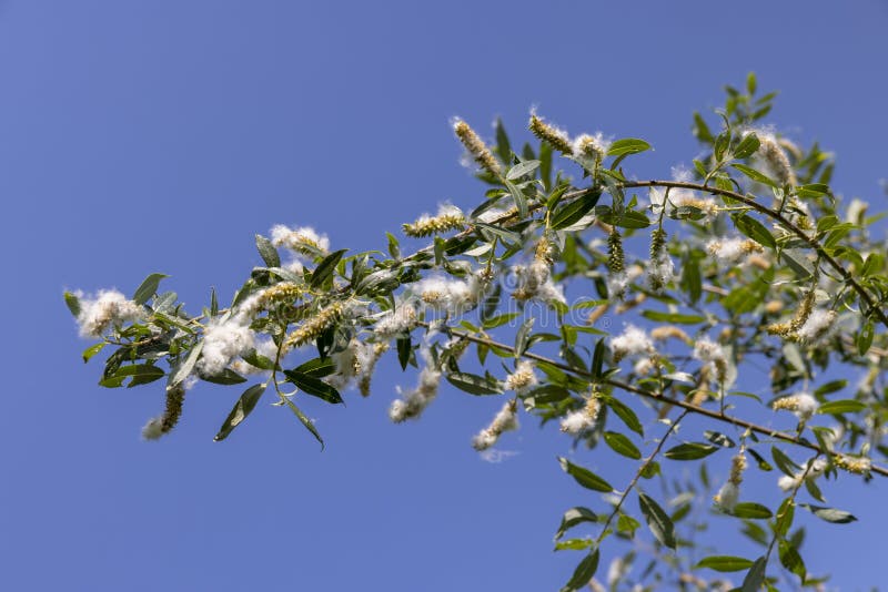Light White Fluff from Willow in Spring Stock Photo - Image of poplar ...