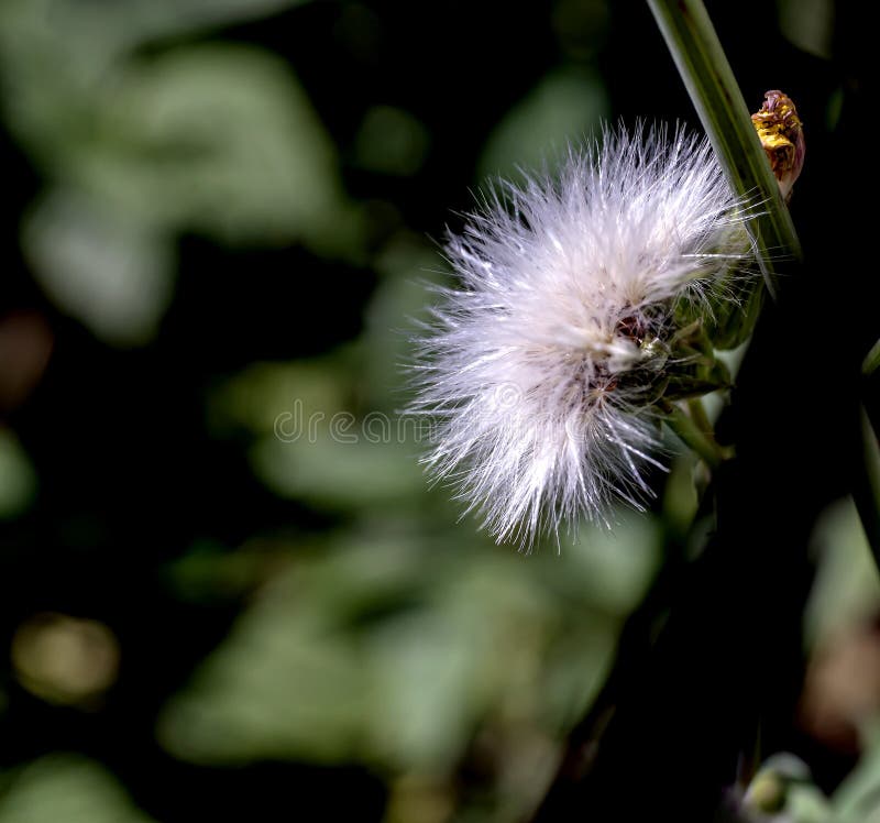 Light White Fluffy Weed Seeds on the Stem Stock Photo - Image of flora ...