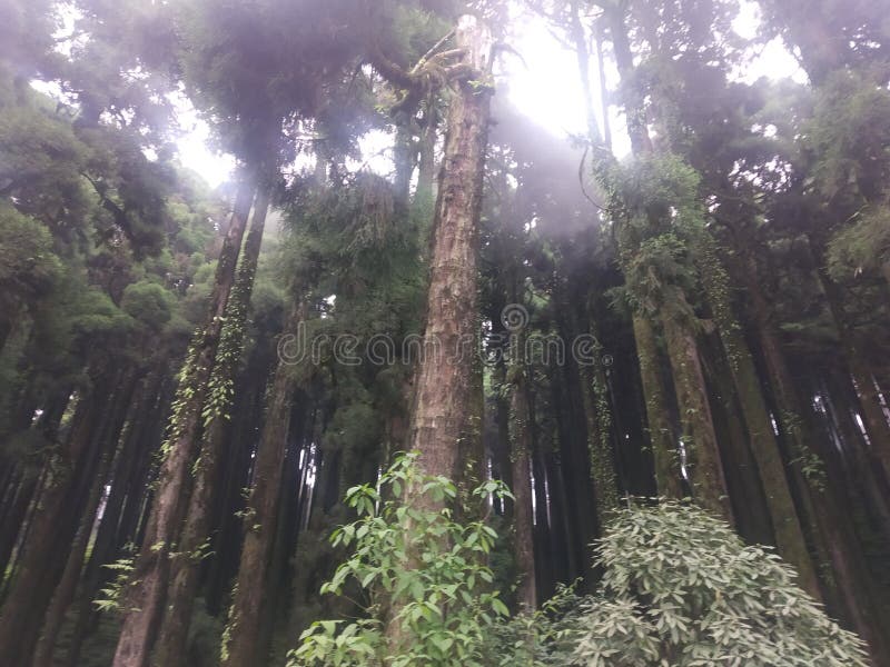 Light in wild pine stock photo. Image of light, ndia - 168988274