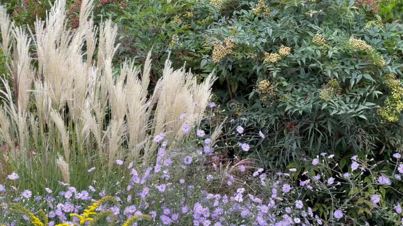 Light Wind Moving the Chinese Silver Grass and Flowering Plants in the ...