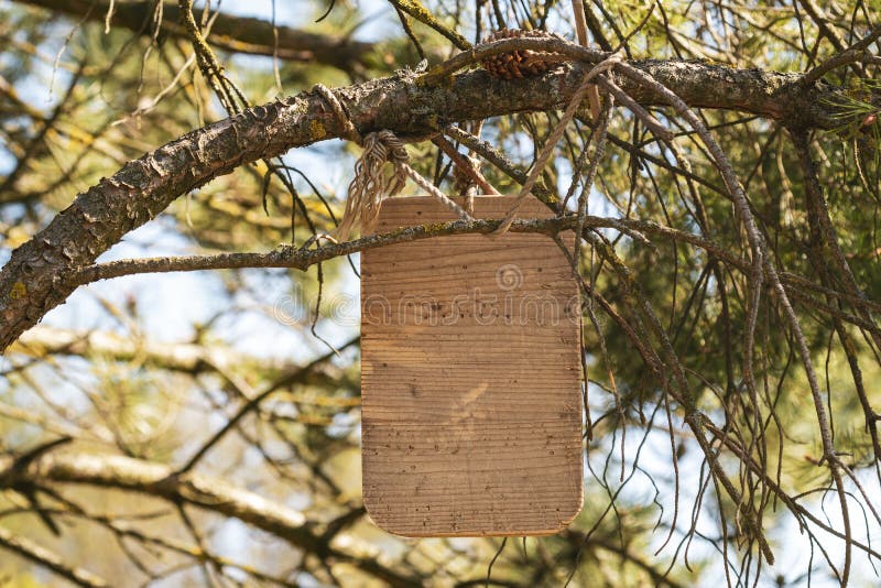 Light Wood Rustic Sign Board Hanging on a Pine Tree Stock Photo - Image ...