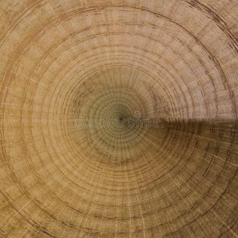 Light wood texture stock image. Image of nature, flooring - 186853415