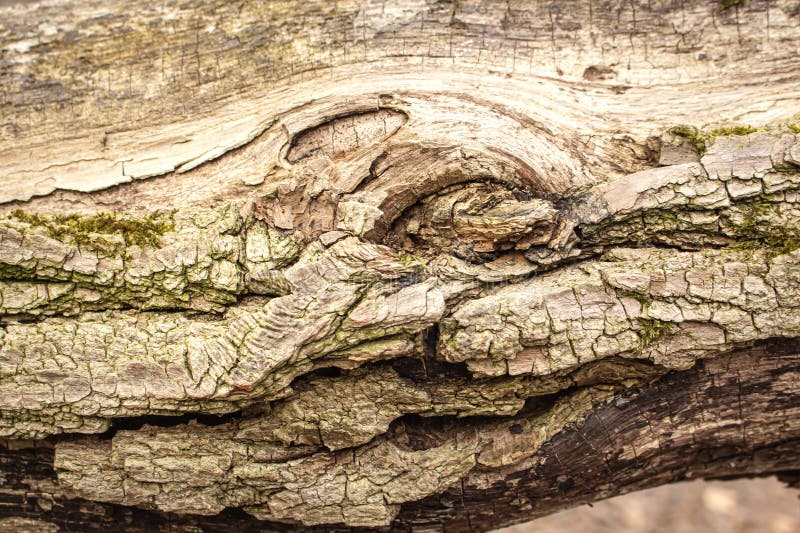 Light Wood Tree Trunk Texture with Lines Cracks and Scratches Stock ...
