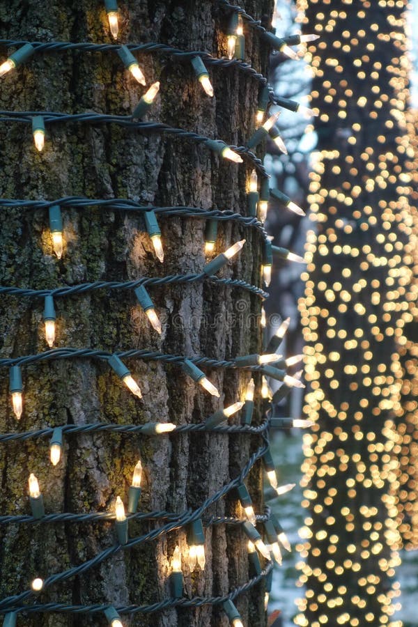 Light Wrapped Trees stock photo. Image of decorative - 37364210