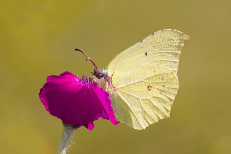 Light-yellow Butterfly on a Bloom Stock Photo - Image of blur, plant ...