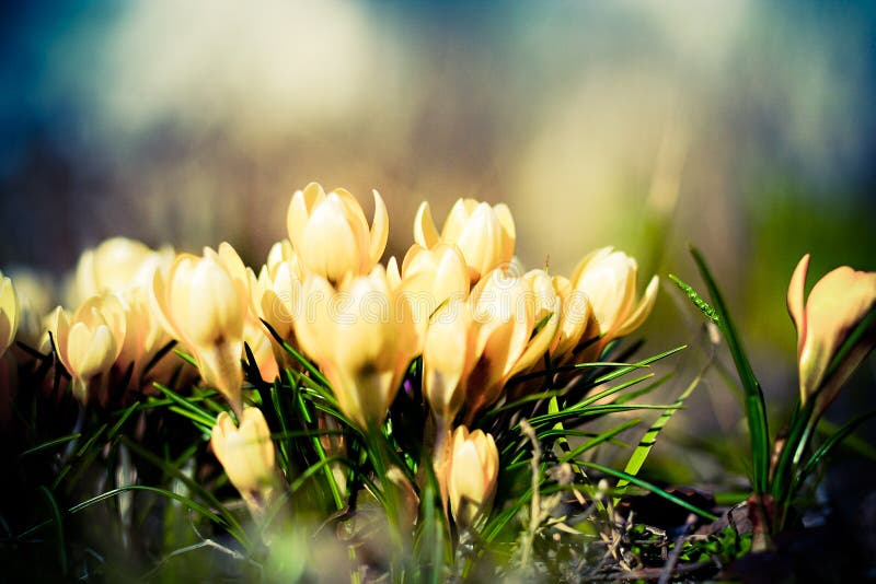 Light Yellow Crocuses in Blooming Stock Image - Image of beautiful ...