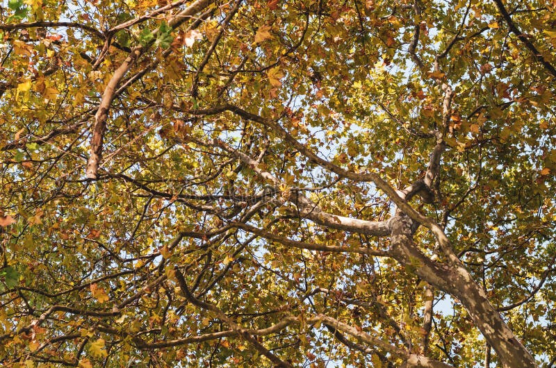 Light Yellow Crown of a Plane Tree. Pale Sky Stock Photo - Image of ...