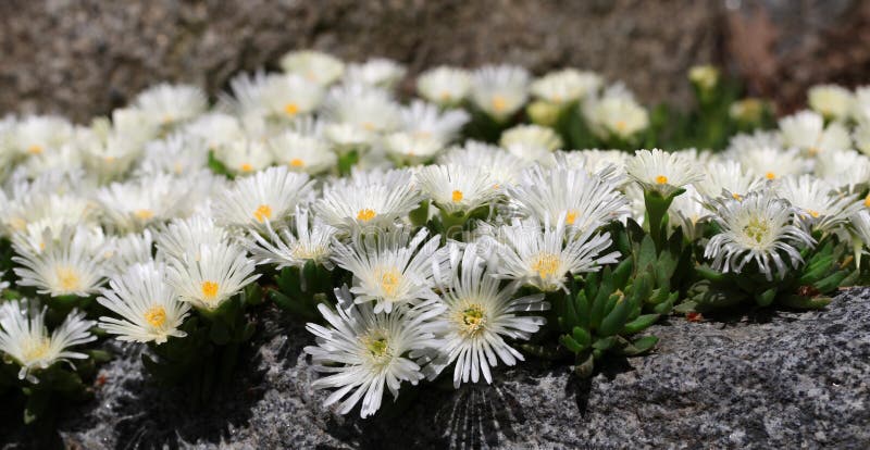 2,186 Delosperma Stock Photos - Free & Royalty-Free Stock Photos from ...