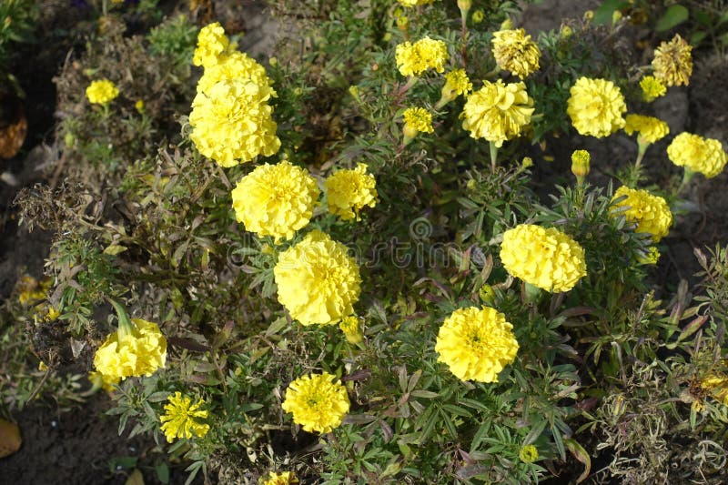 Light Yellow Flower Heads of Tagetes Erecta Stock Image - Image of ...