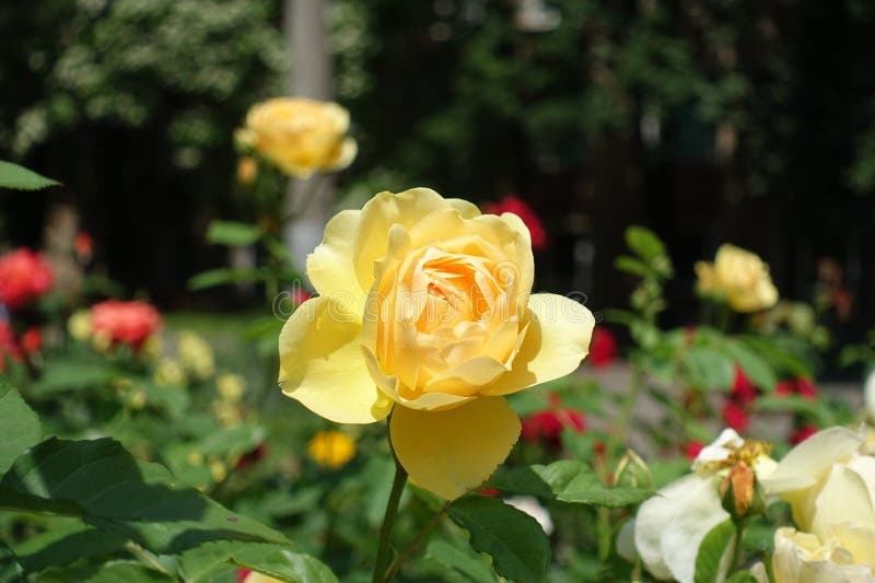 Light Yellow Flower of Rose in June Stock Photo - Image of leaf, nature ...