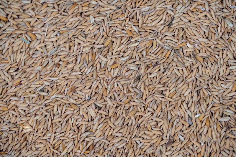 Light Yellow Grain Composed of Uncoated Rice Stock Photo - Image of ...