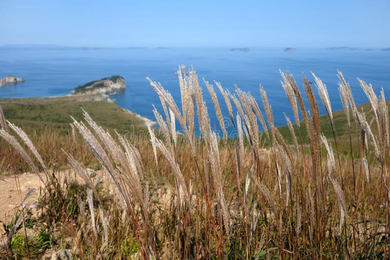 Field with Wild Grasses at Sunset. Selective Focus, Blurred Background ...