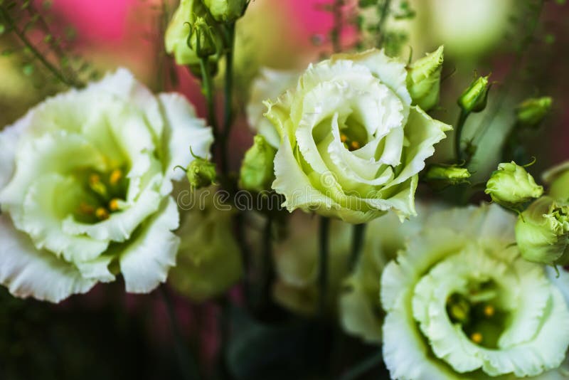 Light Yellow-green Lisianthus Flower, Closeup Stock Image - Image of ...