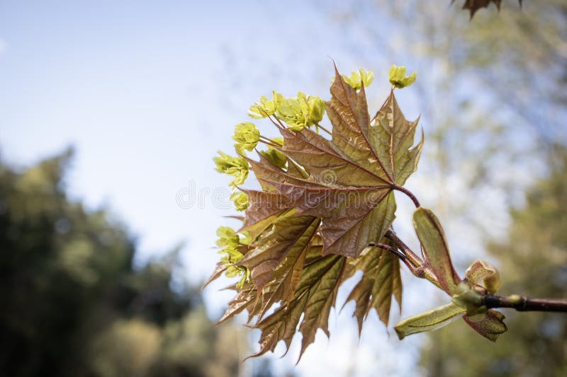 Light Yellow and Green Young Maple Leaves with Bunch of Buds on Blue ...