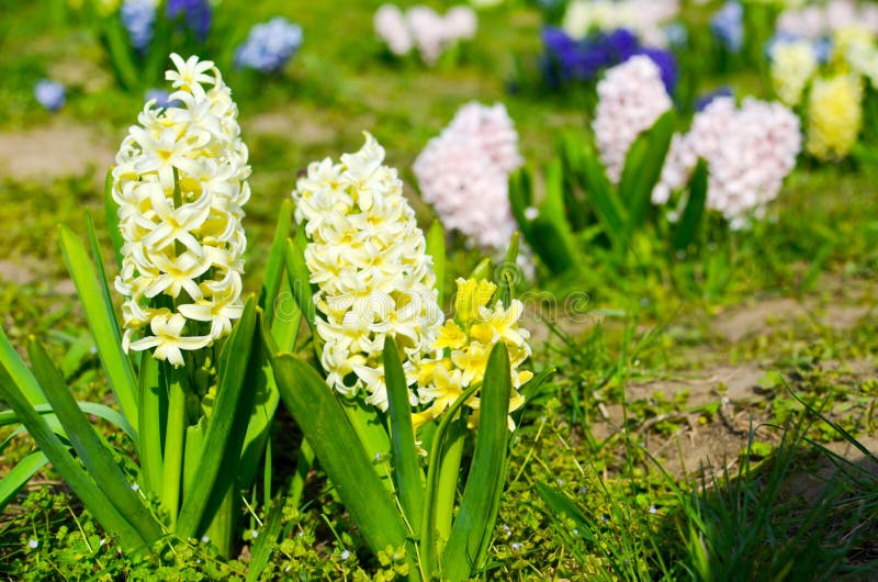 Light Yellow Hyacinth Flowers in the Garden Stock Photo - Image of ...