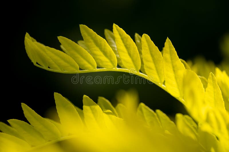 Light Yellow Leaves of the Honey Locust Deciduous Tree, Gleditsia ...