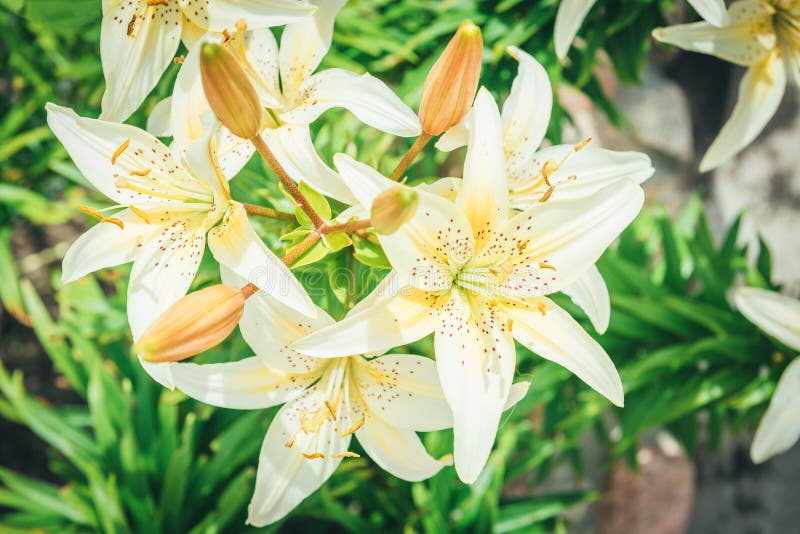 Yellow Lilies Growing in Garden Stock Image - Image of lily, plant ...