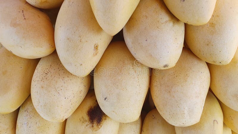 Light Yellow Philippine Mango: Another Variety Stock Photo - Image of ...