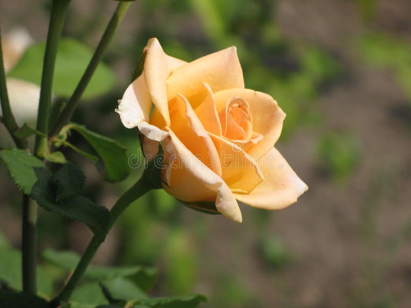 Light yellow rose stock image. Image of bright, rose - 76521189