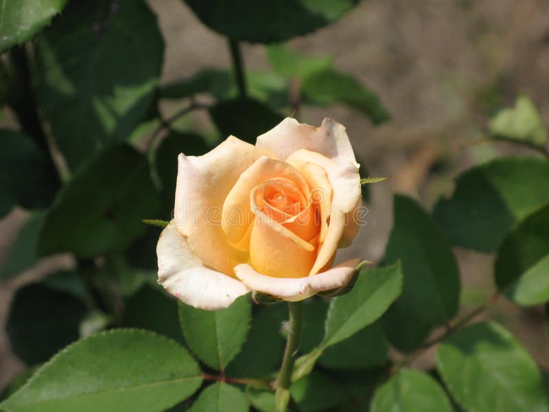 Light yellow rose stock photo. Image of bouquet, rose - 76521262