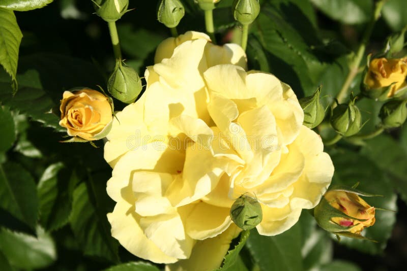Light yellow rose stock photo. Image of yellow, shot - 94978490