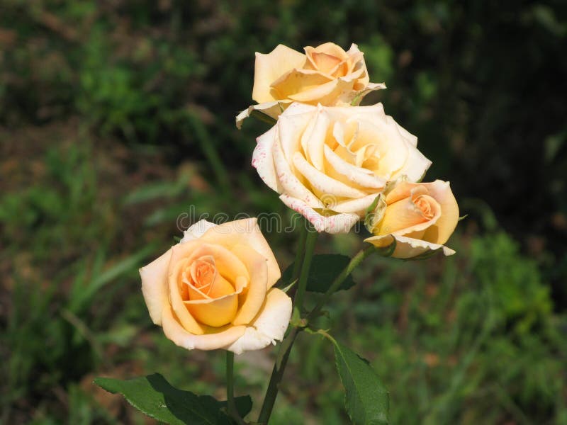 Light yellow roses stock image. Image of roses, rose - 76521455