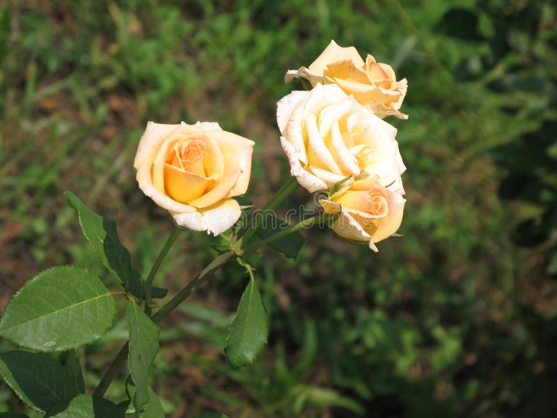 Light yellow roses stock image. Image of bouquet, yellow - 76521681