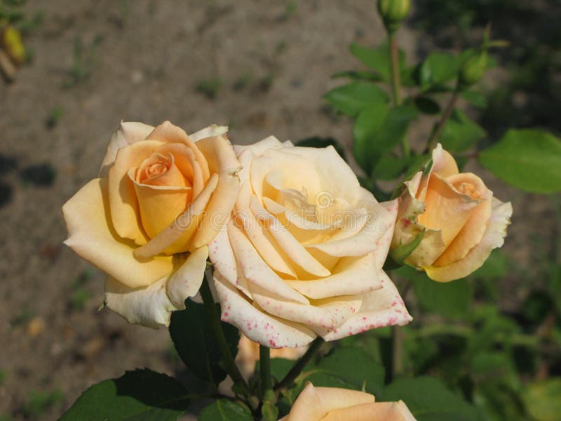 Light yellow roses stock photo. Image of flowerbed, flower - 76521072