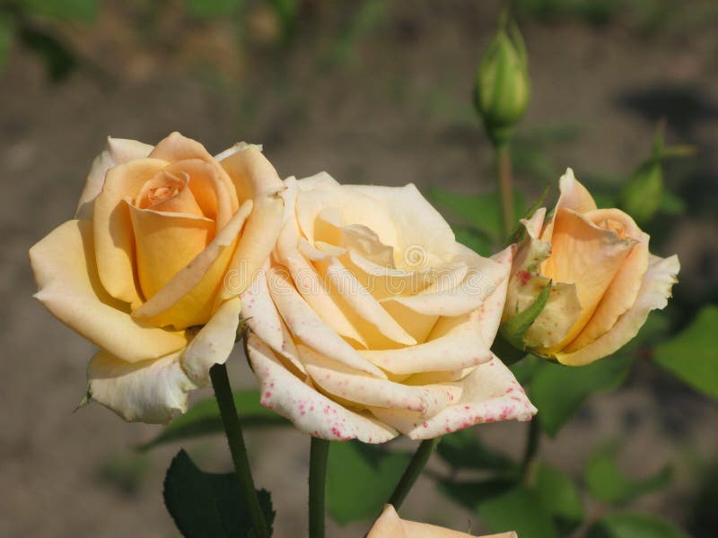 Light yellow roses stock photo. Image of yellow, bouquet - 76521134