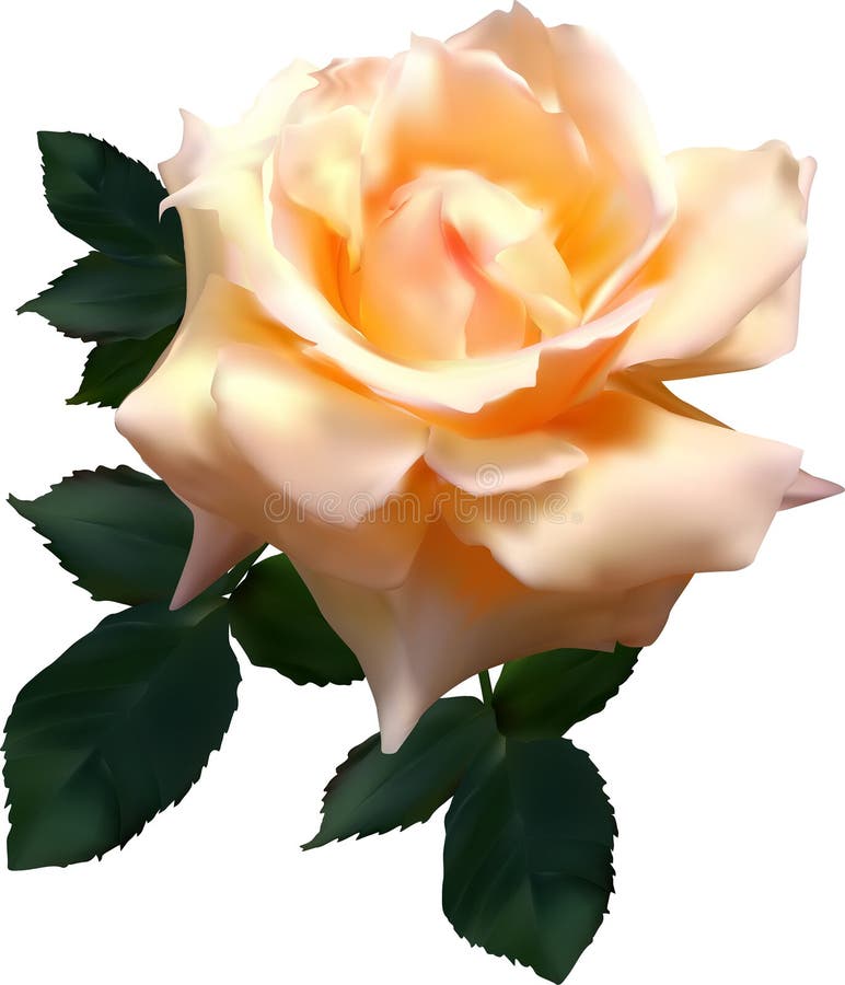 Light Yellow Single Isolated Rose with Dark Leaves Stock Vector ...