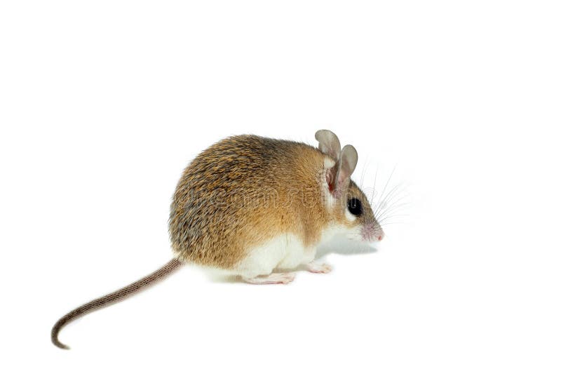 Light-yellow Spiny Mouse Isolated Stock Photo - Image of african, mice ...