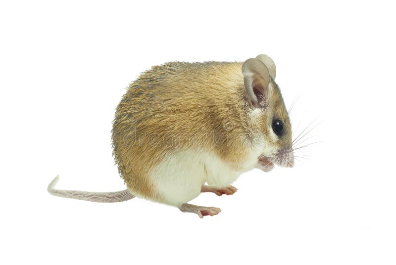 Light-yellow Spiny Mouse Isolated Stock Photo - Image of domestic ...